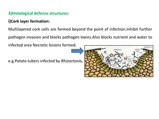 Avs defense responses of plants to pathogen | PPTX