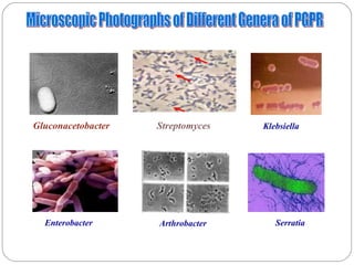 Avs role of plant growth promoting rhizobacteria in disease | PPT