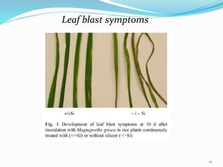Avs role of silica in plant disease management | PPTX