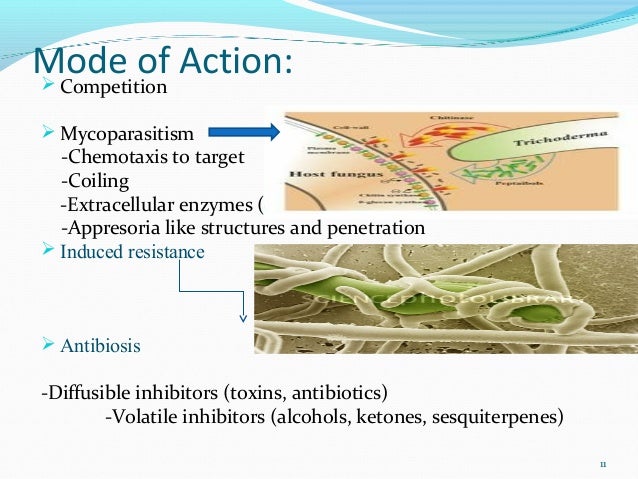 Avs significant achievements and present status of trichoderma spp. in