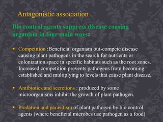 Avs sustainable management of soil borne plant diseases | PPTX