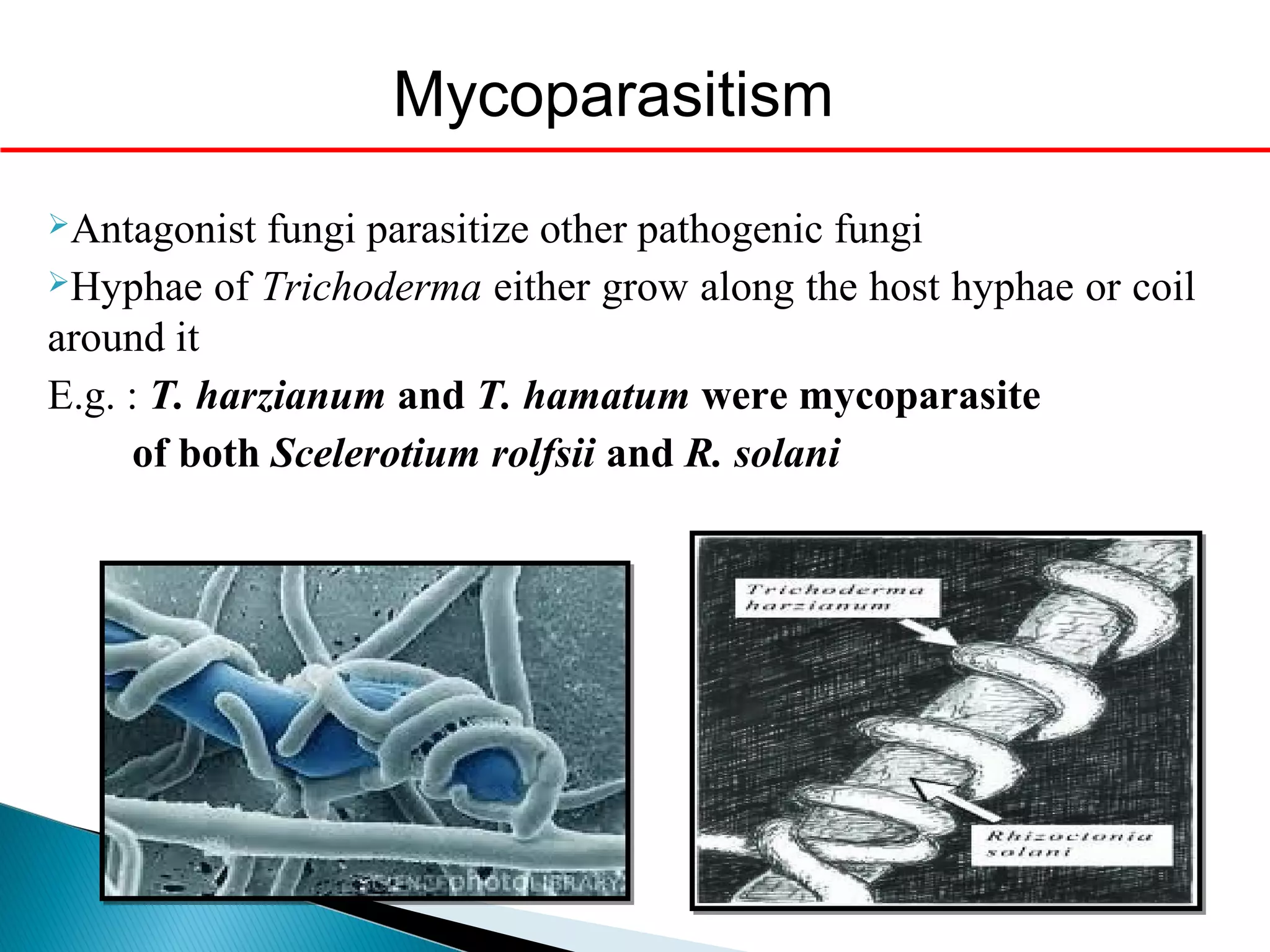 Avs trichodrma as a biocontrol agent | PPT