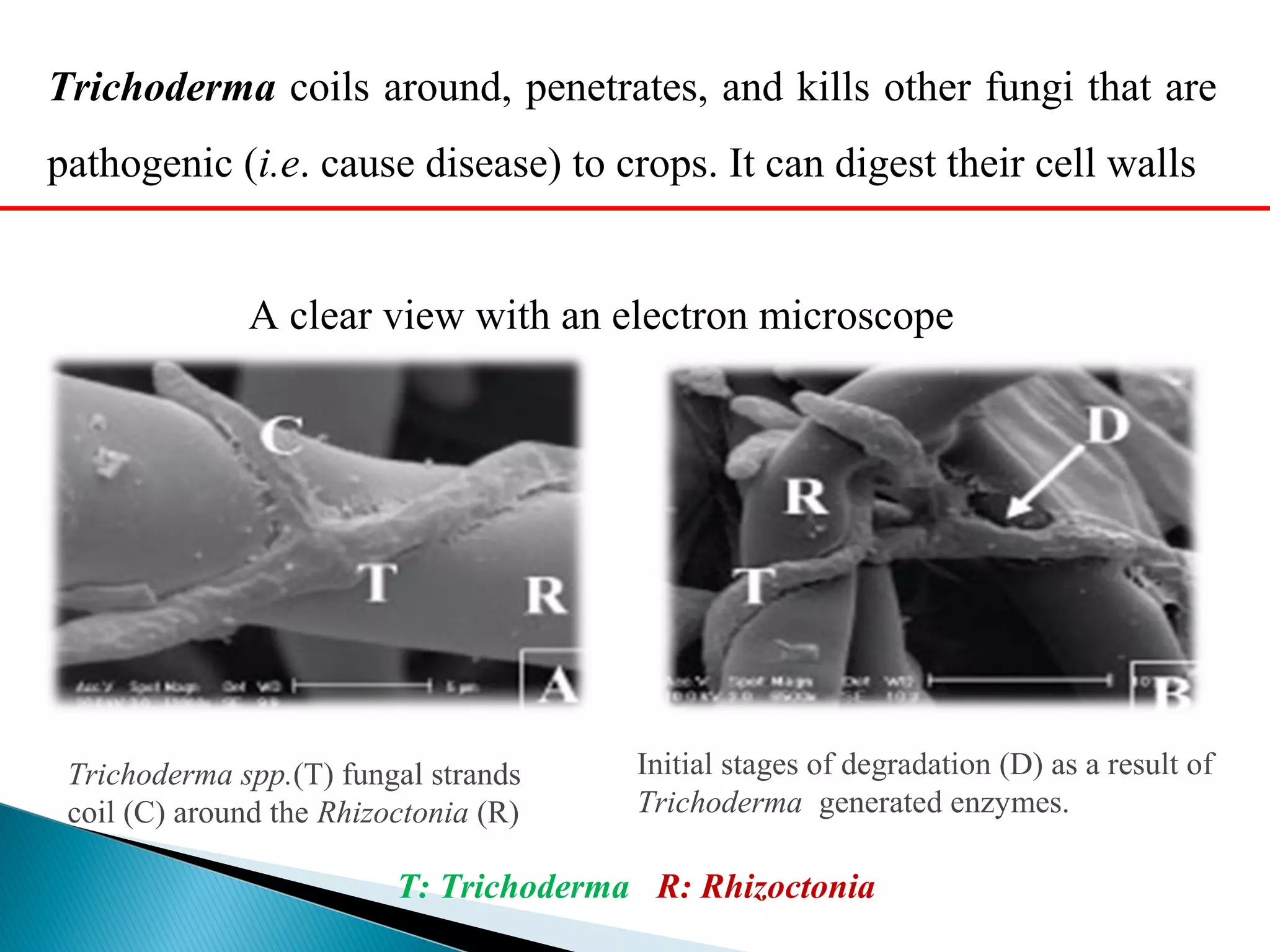 Avs trichodrma as a biocontrol agent | PPT