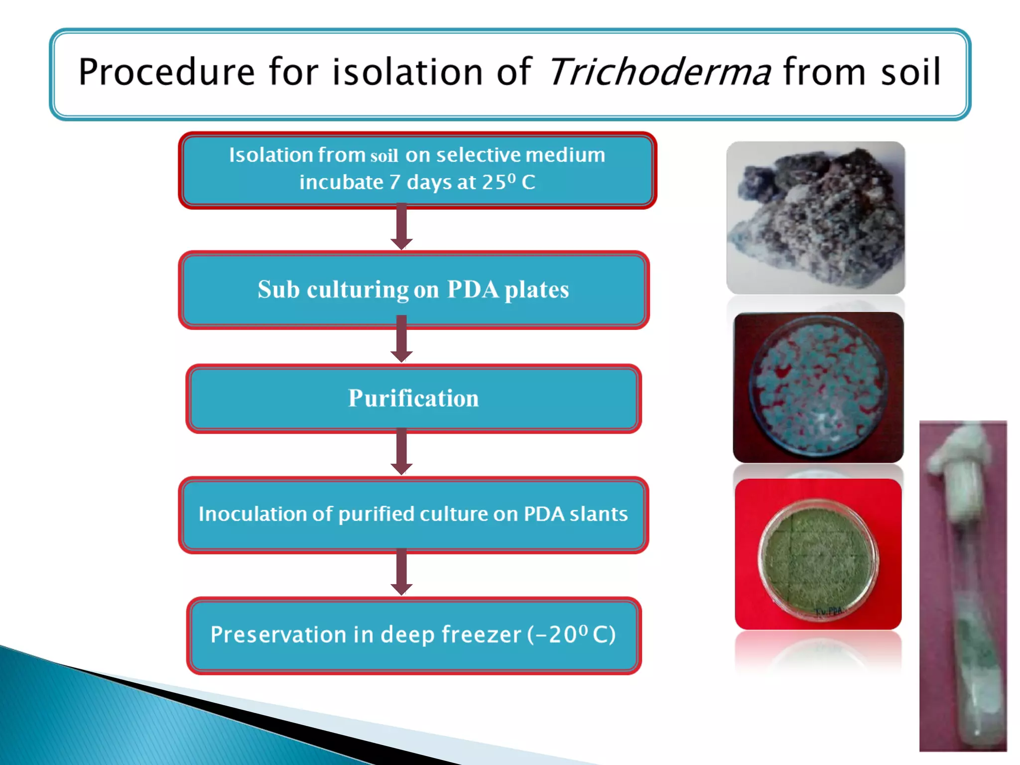 Avs trichodrma as a biocontrol agent | PPT