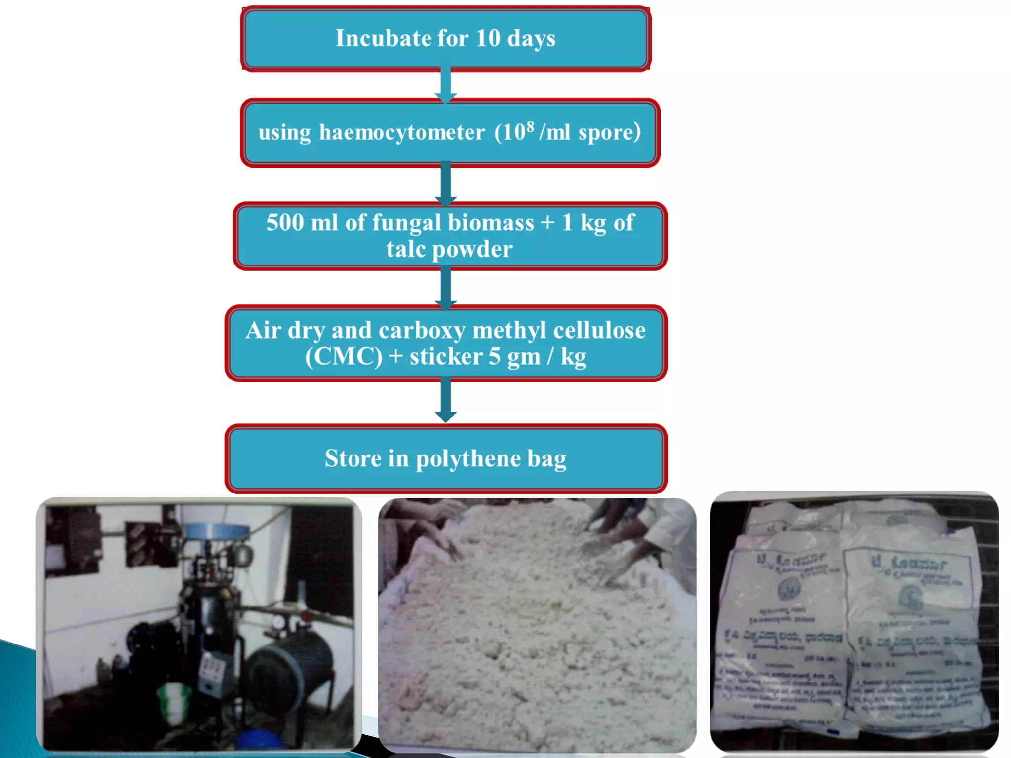 Avs trichodrma as a biocontrol agent | PPT