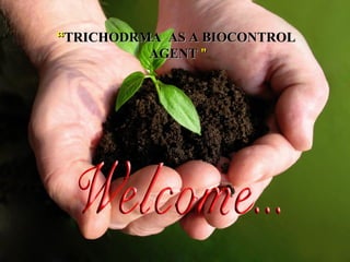 Avs trichodrma as a biocontrol agent | PPT