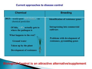 Avs trichodrma as a biocontrol agent | PPT