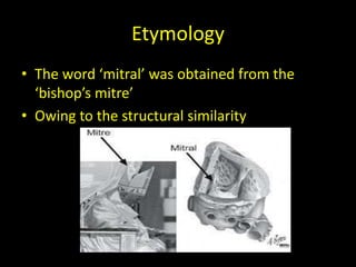 Atrioventricular valves (Mitral and Tricuspid) - Surgical anatomy | PPTX