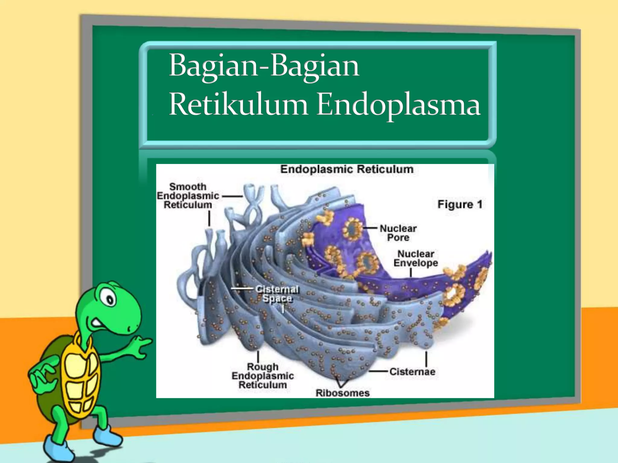 BIOLOGI ORGANEL SEL RETIKULUM ENDOPLASMA | PPTX