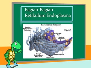 BIOLOGI ORGANEL SEL RETIKULUM ENDOPLASMA | PPTX