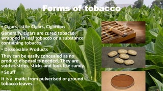 Awareness against tobacco | PPTX