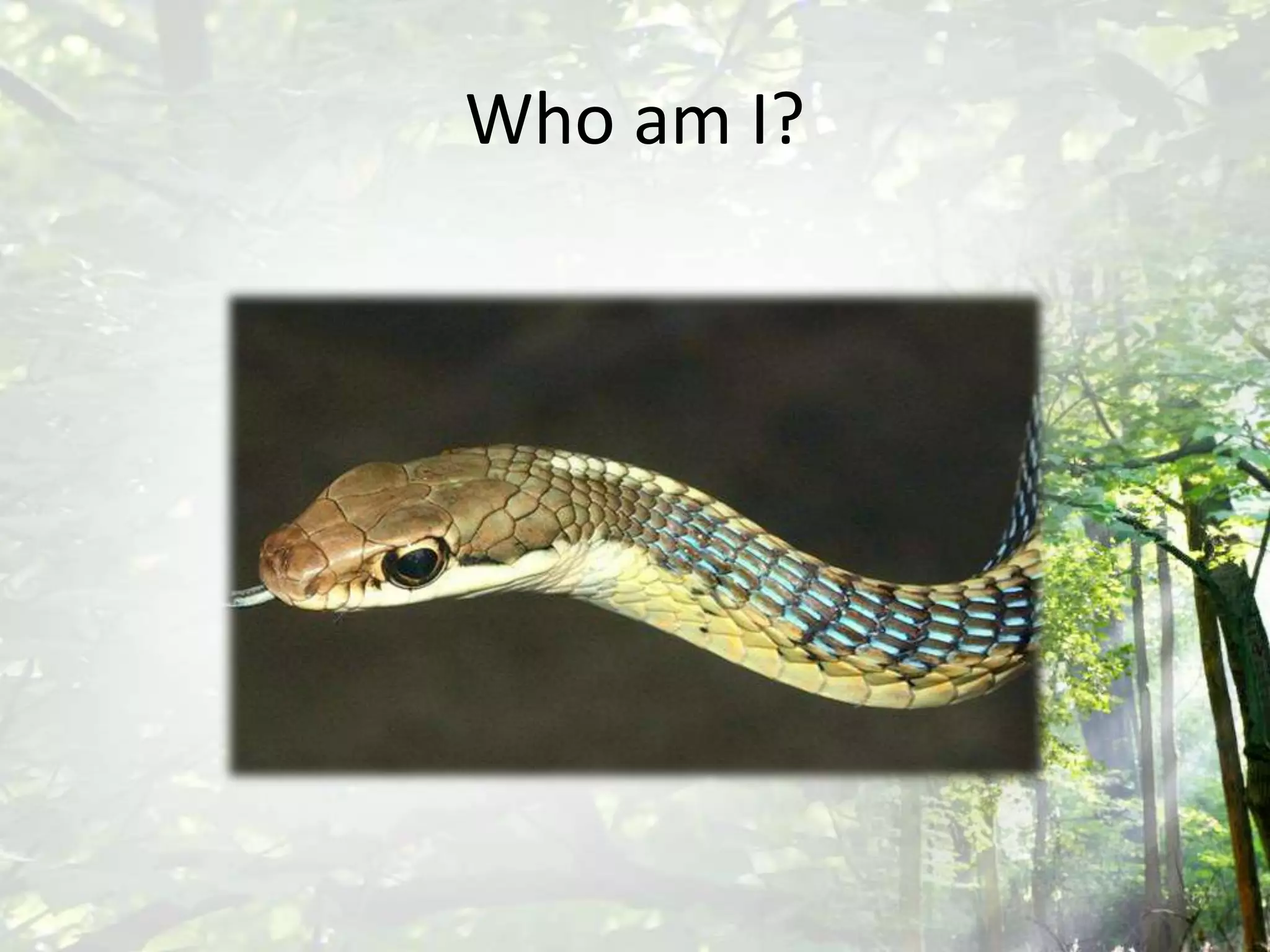 Awareness programme on snakes of India | PPTX