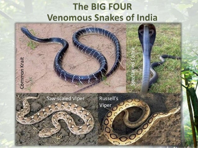 Awareness programme on snakes of India