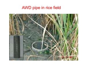 Irrigation water Management, Alternate weting and drying AWD | PPT