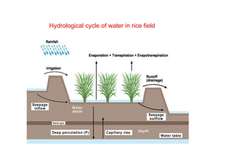 Irrigation water Management, Alternate weting and drying AWD | PPT