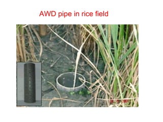 Alternate weting and drying AWD, technology for rice | PPT