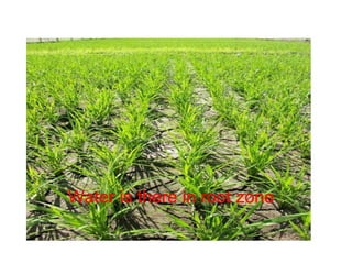 Alternate weting and drying AWD, technology for rice | PPT