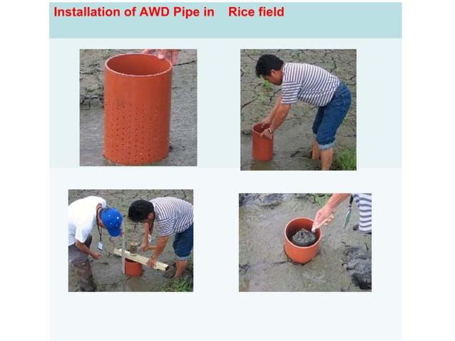 Alternate weting and drying AWD, technology for rice | PPT