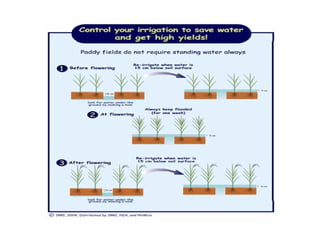 Alternate weting and drying AWD, technology for rice | PPT