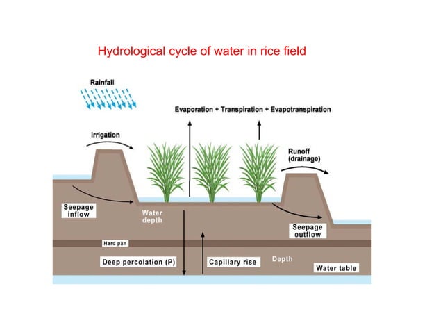 Alternate weting and drying AWD, technology for rice | PPT