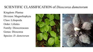 ANALGESIC ACTIVITY OF Dioscorea dumetorum IN RATS | PPT