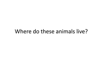 Awesome Animals | PPTX