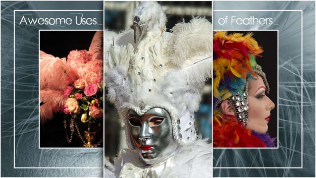 Awesome uses of feathers | PPTX | Birds | Pets