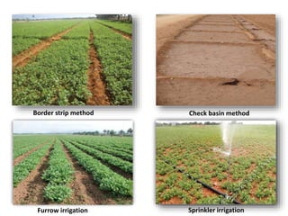 water management in groundnut | PPTX