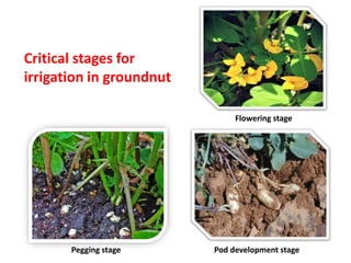 water management in groundnut | PPTX