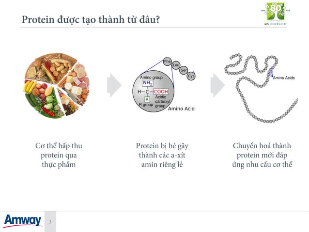 NU - Protein thuc vat | PPT