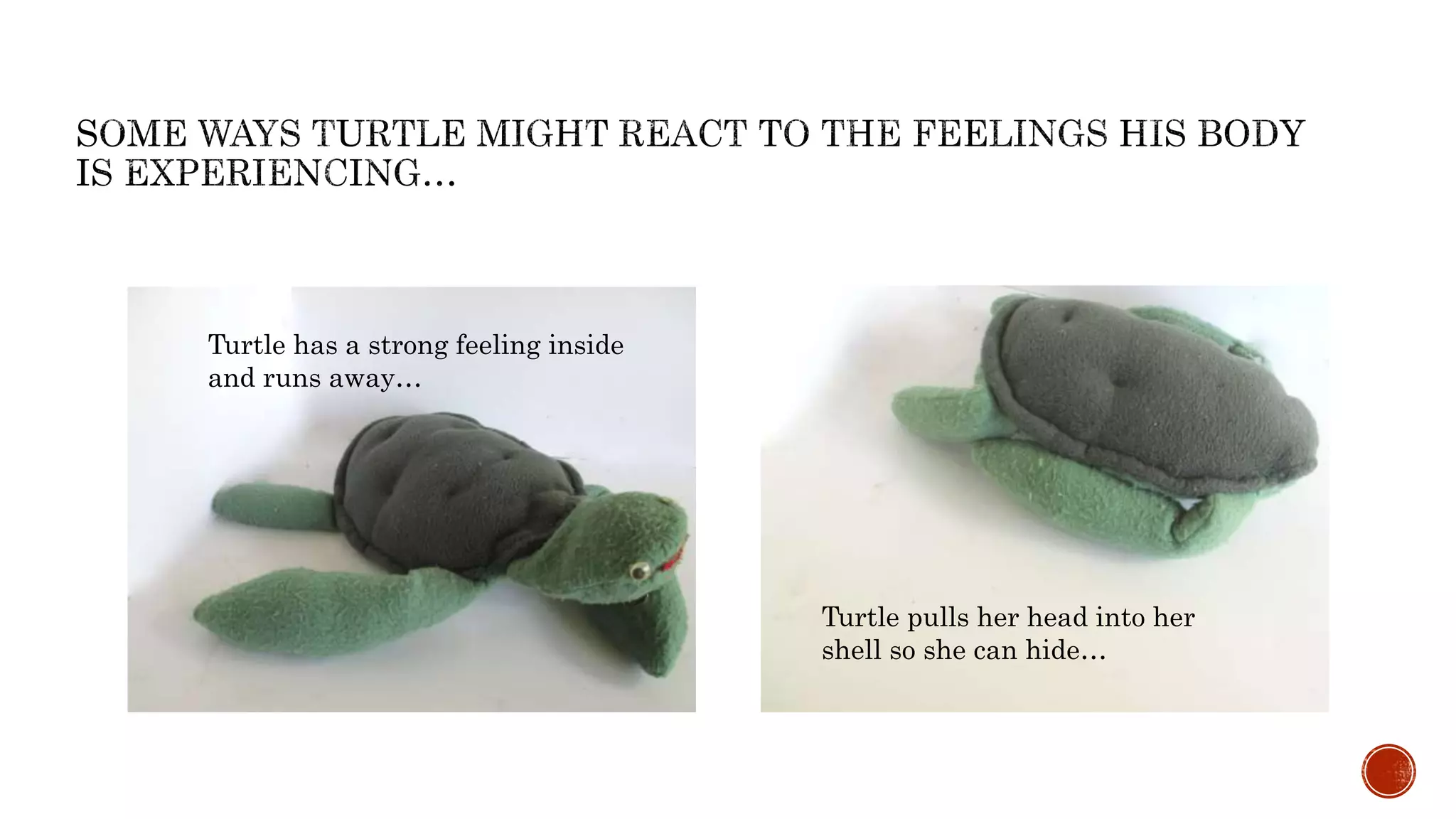 A working turtle | PPT