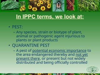 AWPM-2-IPM-pest risk management and analysis | PPT