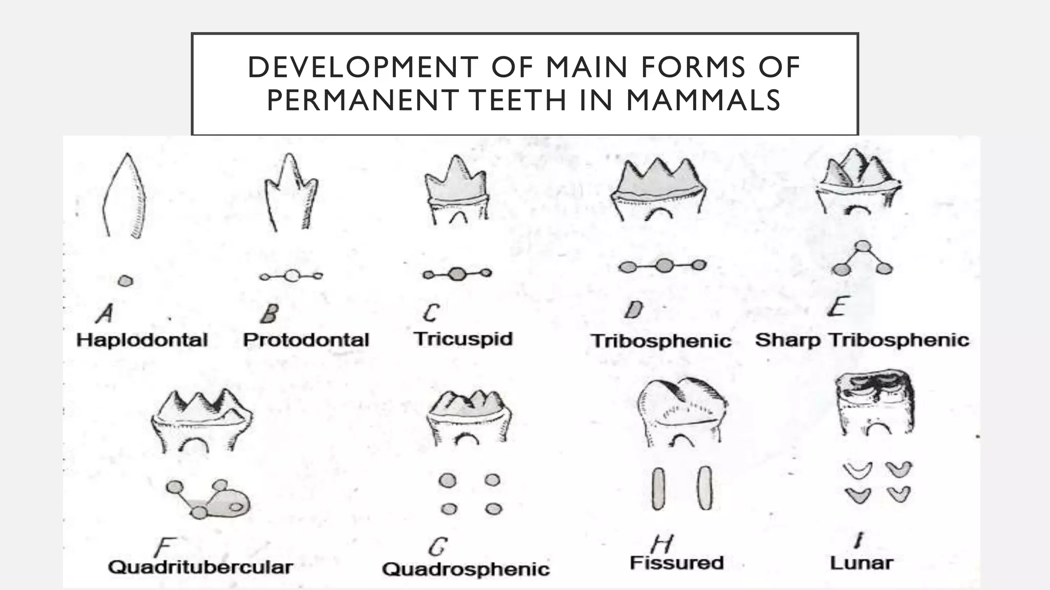 Evolution of teeth in vertebrates | PPTX