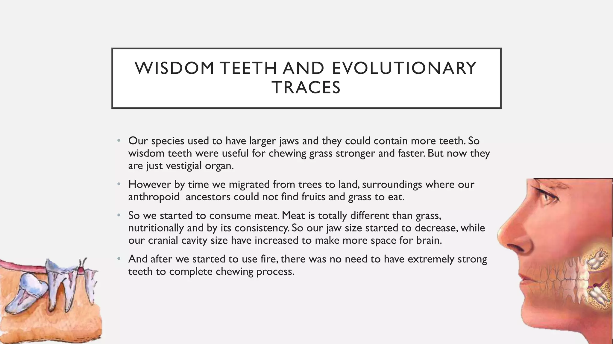 Evolution of teeth in vertebrates | PPTX