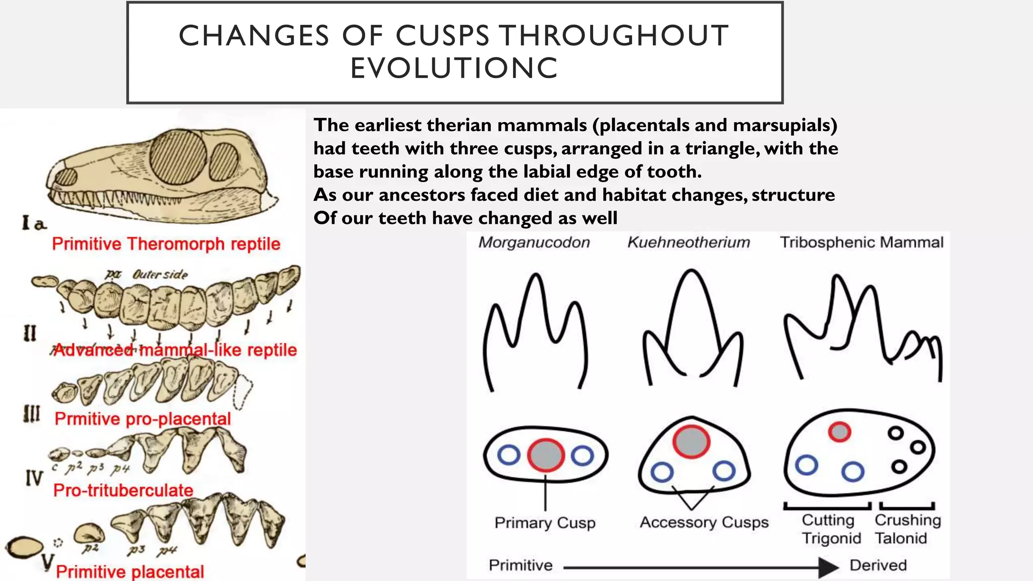 Evolution of teeth in vertebrates | PPTX