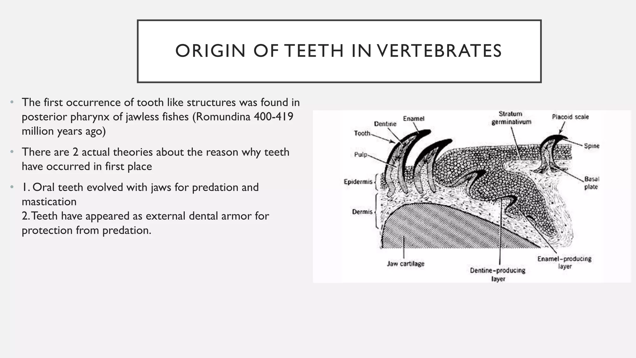 Evolution of teeth in vertebrates | PPTX