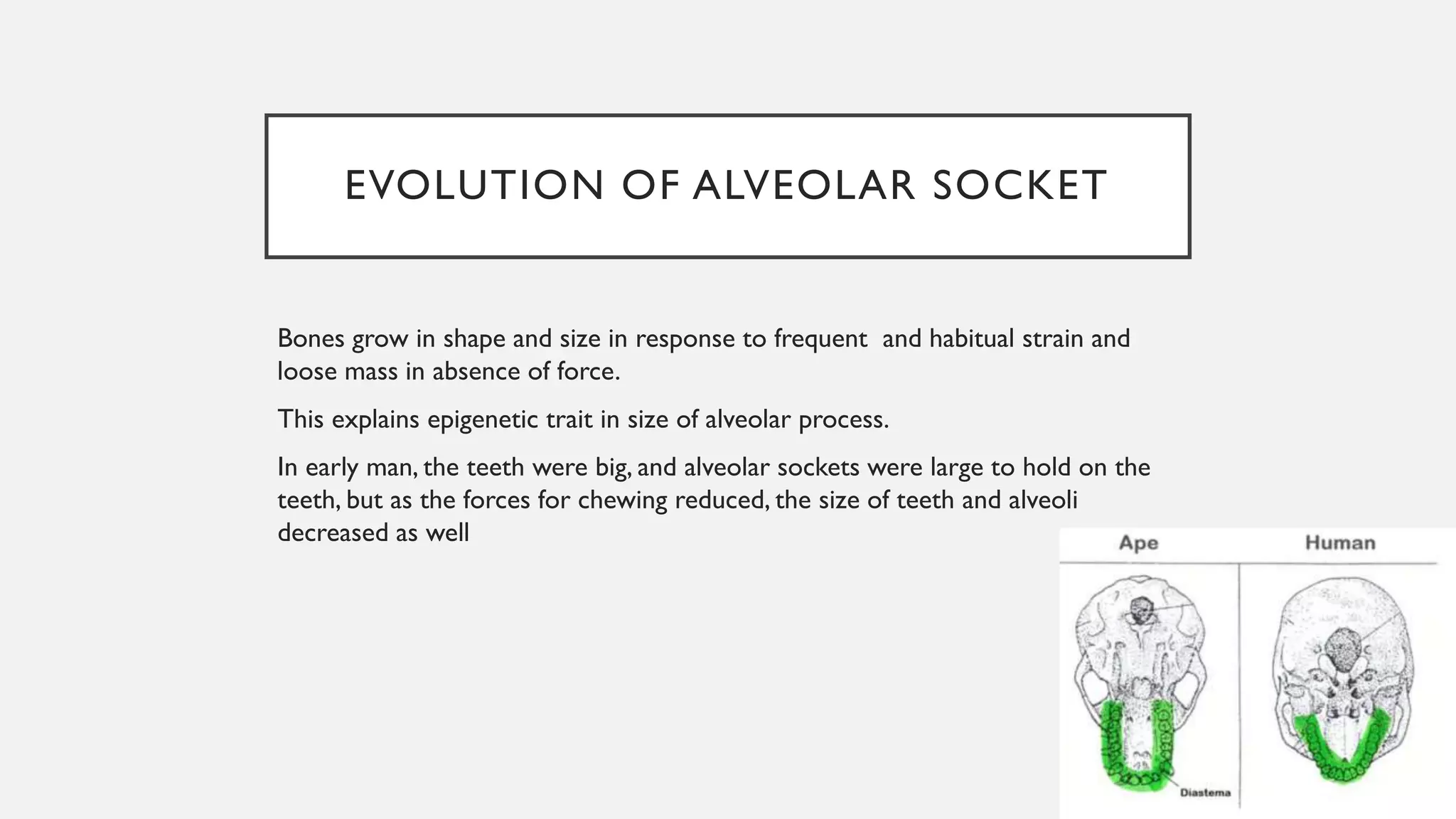 Evolution of teeth in vertebrates | PPTX