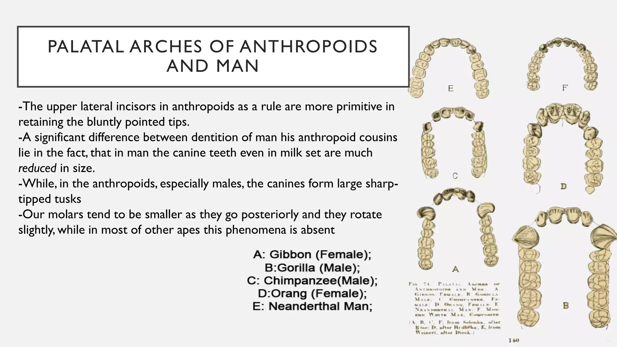 Evolution of teeth in vertebrates | PPTX