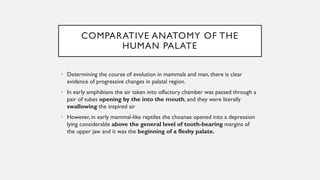 Evolution of teeth in vertebrates | PPTX