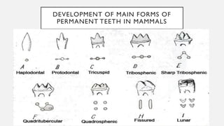 Evolution of teeth in vertebrates | PPTX