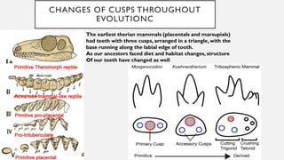 Evolution of teeth in vertebrates | PPTX