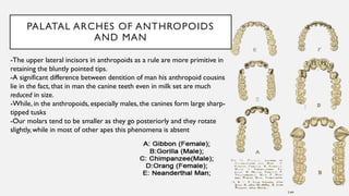 Evolution of teeth in vertebrates | PPTX