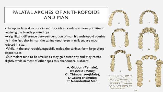 Evolution of teeth in vertebrates | PPTX