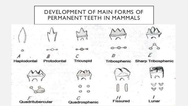 Evolution of teeth in vertebrates