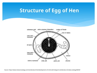 Axes and pattern formation in Chick.pptx
