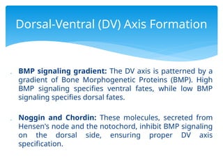 Axes and pattern formation in Chick.pptx
