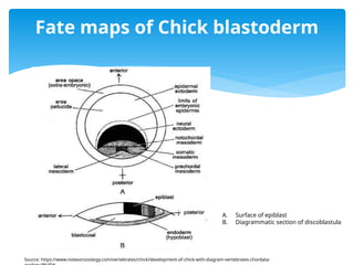 Axes and pattern formation in Chick.pptx