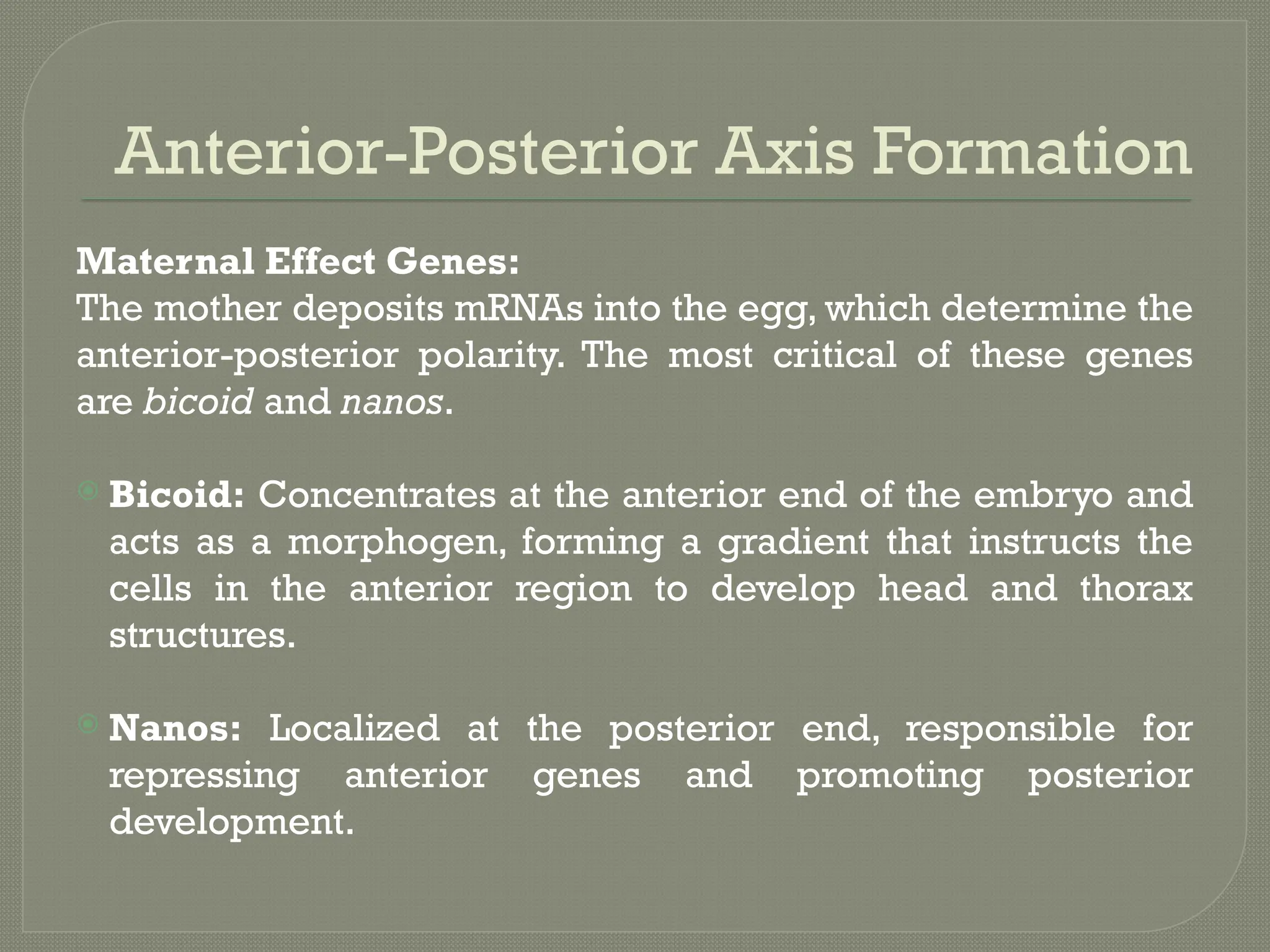 Axes and pattern formation in drosophila.pptx