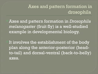 Axes and pattern formation in drosophila.pptx