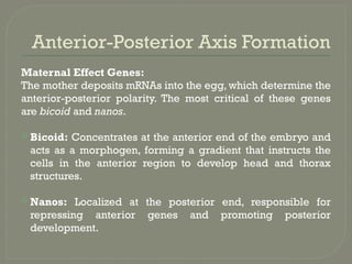 Axes and pattern formation in drosophila.pptx